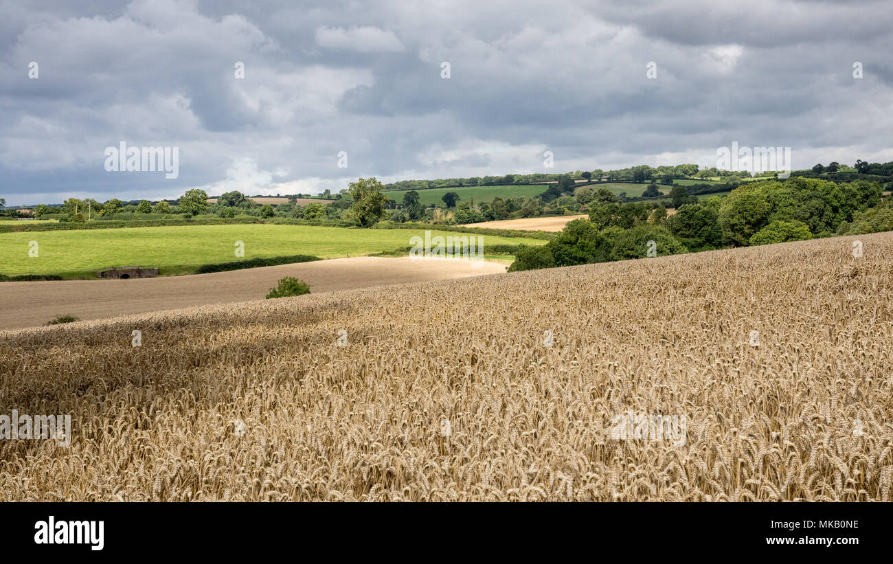 Fields of pasture and wheat crops cover the rolling landscape of ...