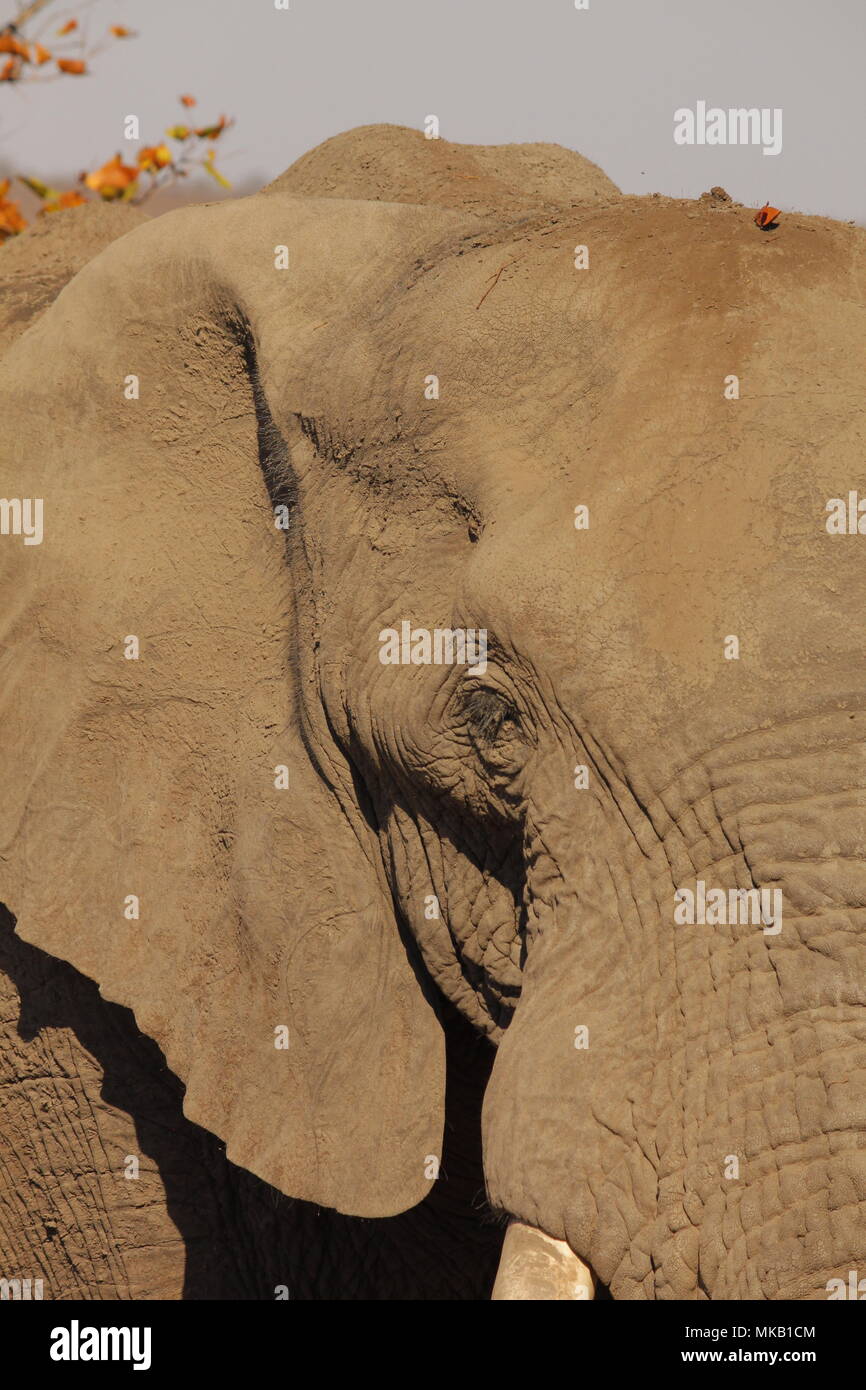 Close up of elephants head hi-res stock photography and images - Alamy