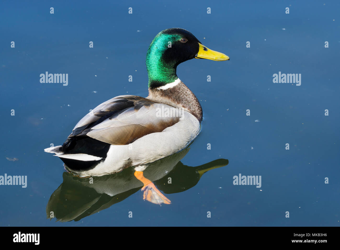 Male Mallard duck Stock Photo - Alamy