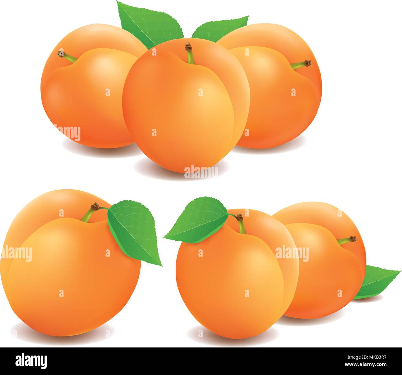 Organic apricot fruits on Stock Vector Images - Alamy