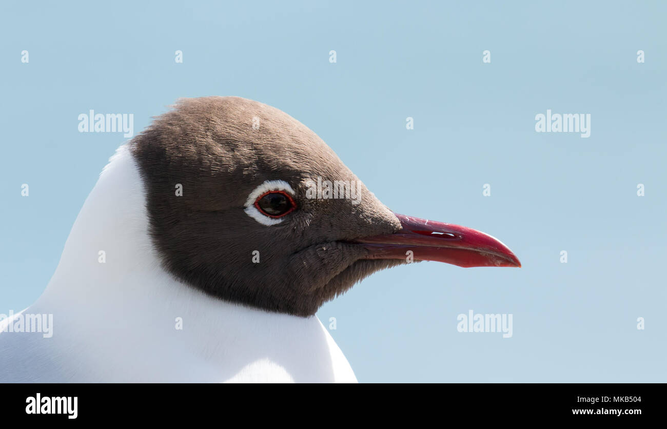 Red wattle bird hi-res stock photography and images - Alamy