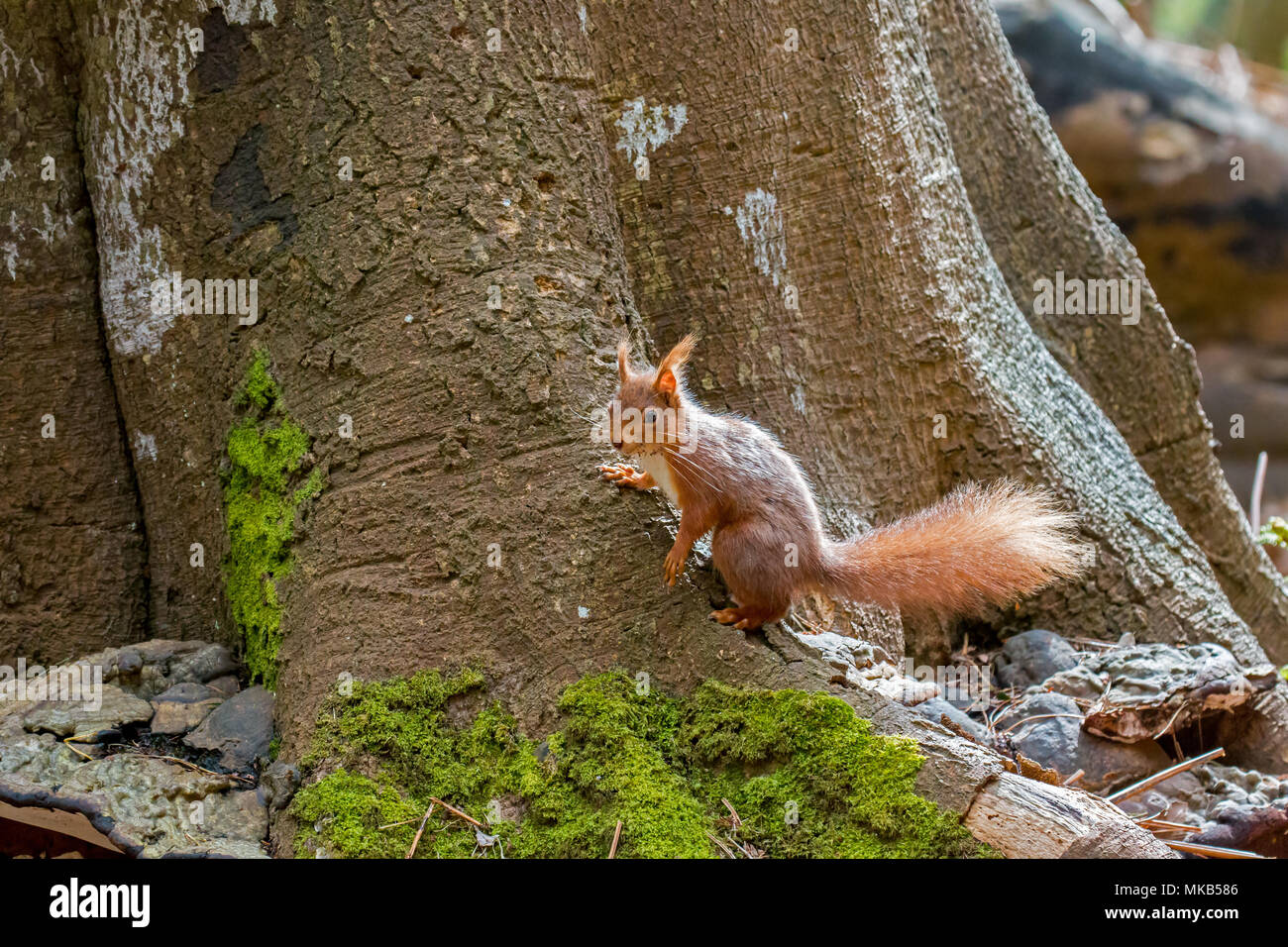 Red Squirrel on base of tree on Brownsea Island Stock Photo - Alamy