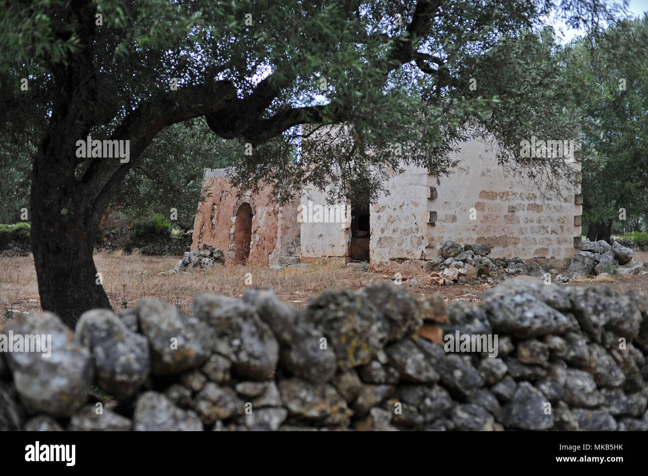 Olive farm puglia hi-res stock photography and images - Alamy