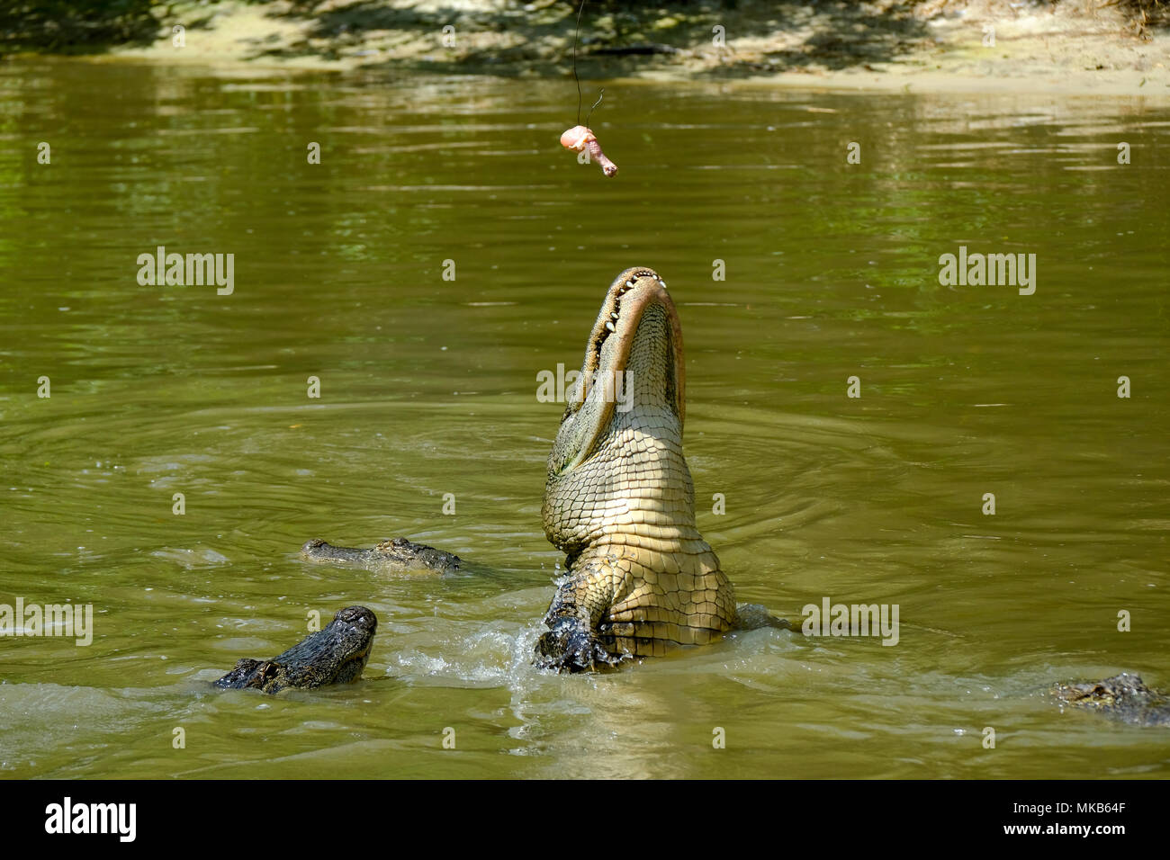 Alligators feeding in Wild Florida reserve, USA Stock Photo - Alamy