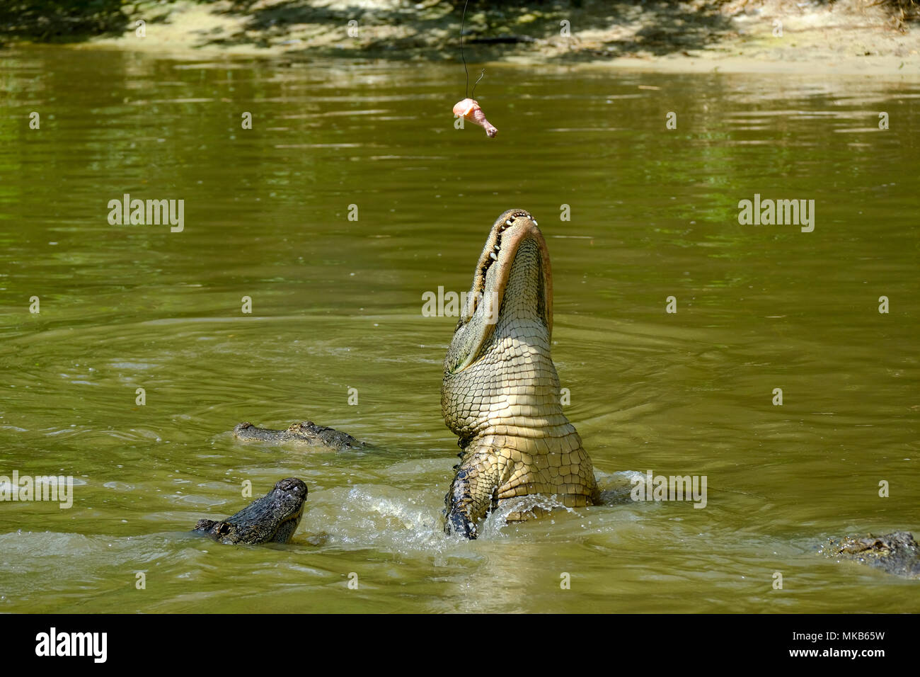 Alligators feeding in Wild Florida reserve, USA Stock Photo - Alamy