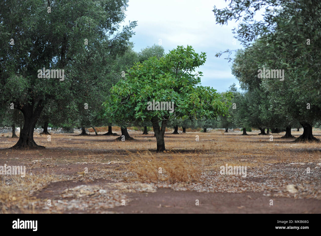 Copertino, farm of olive trees. Italy Stock Photo - Alamy