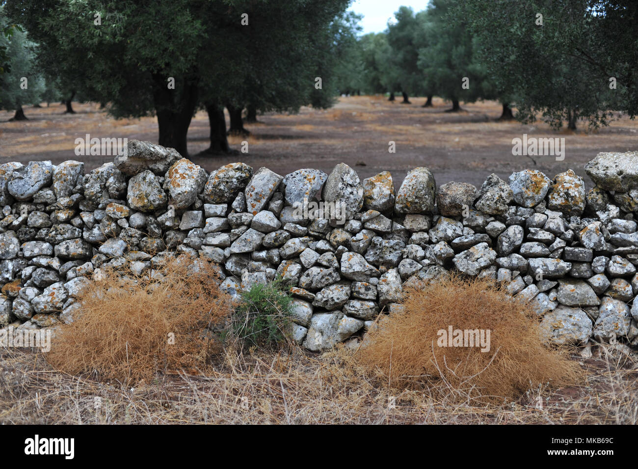 Copertino, farm of olive trees. Italy Stock Photo - Alamy
