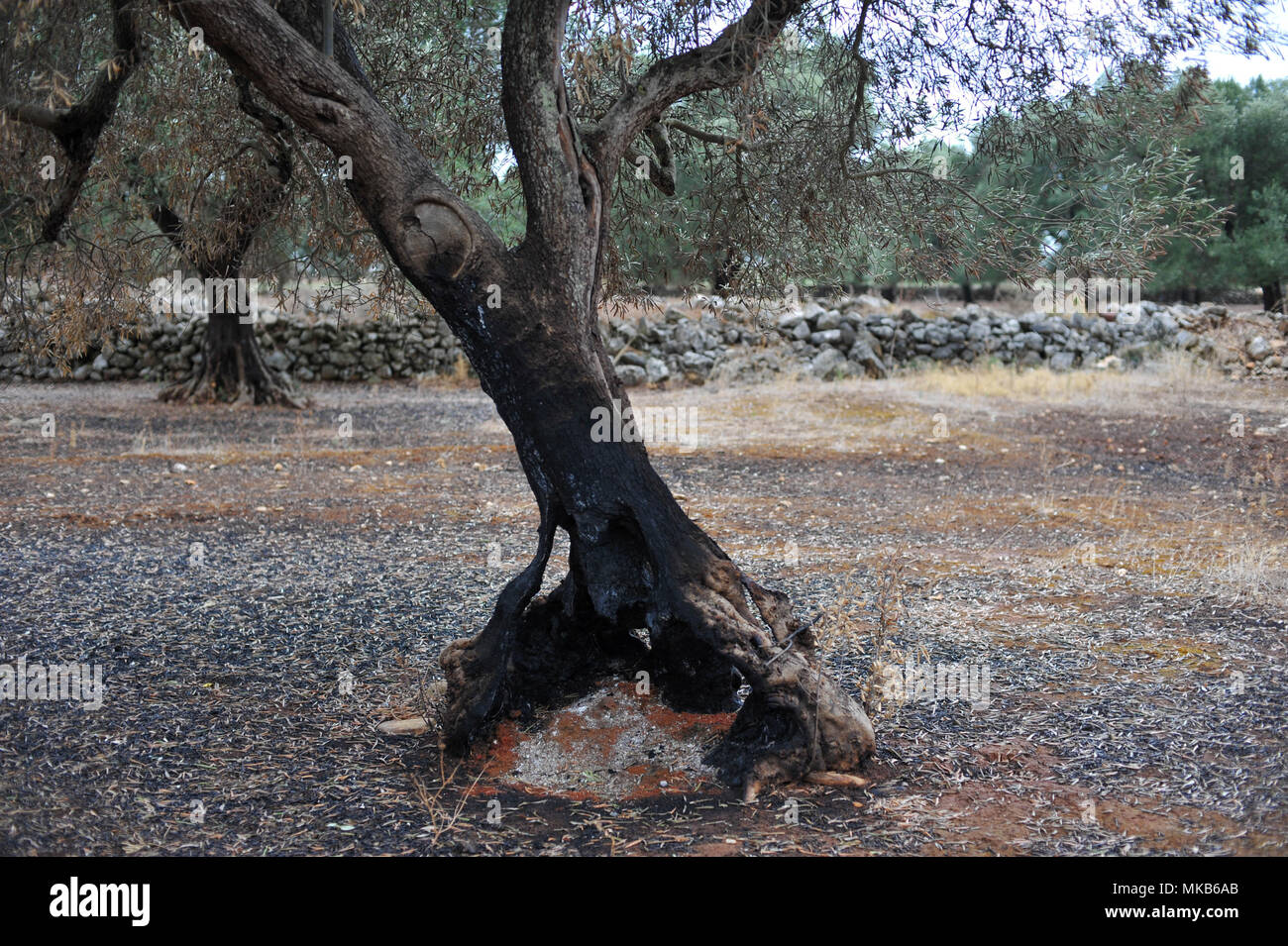 Italian olive farm hi-res stock photography and images - Alamy