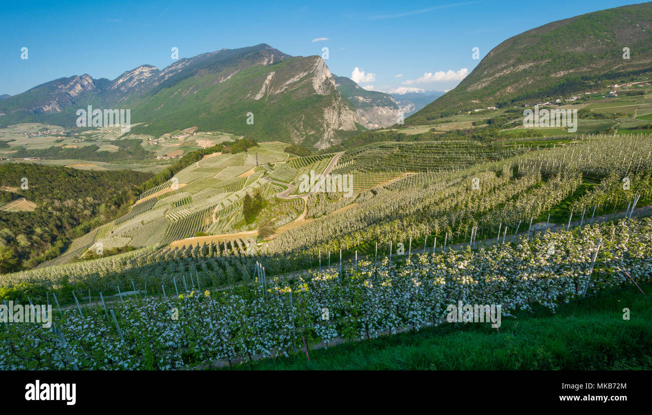 Apple tree blossom. Apple Orchards in spring time in the countryside of ...
