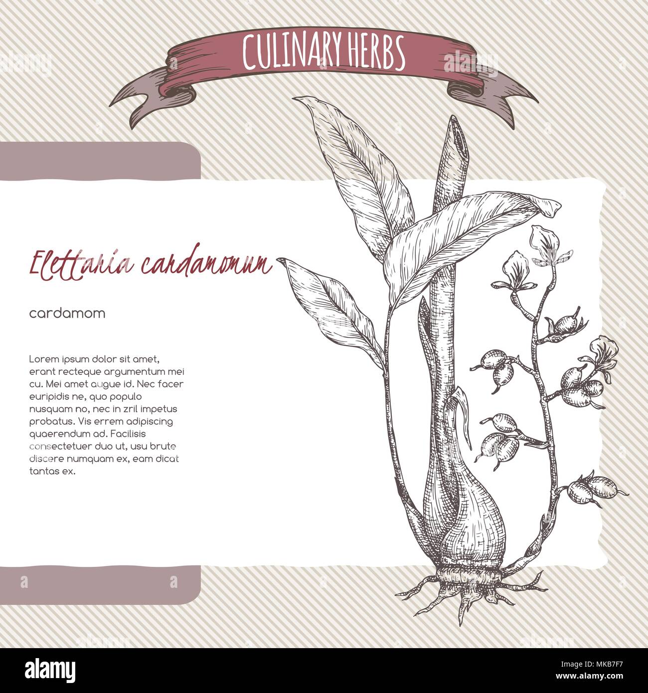 Cardamom aka Elettaria cardamomum hand drawn sketch Stock Vector Image ...