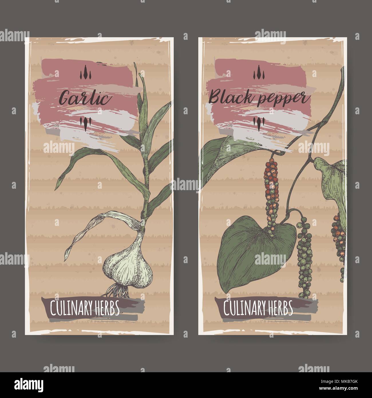 Black pepper piper nigrum plant Stock Vector Images - Alamy