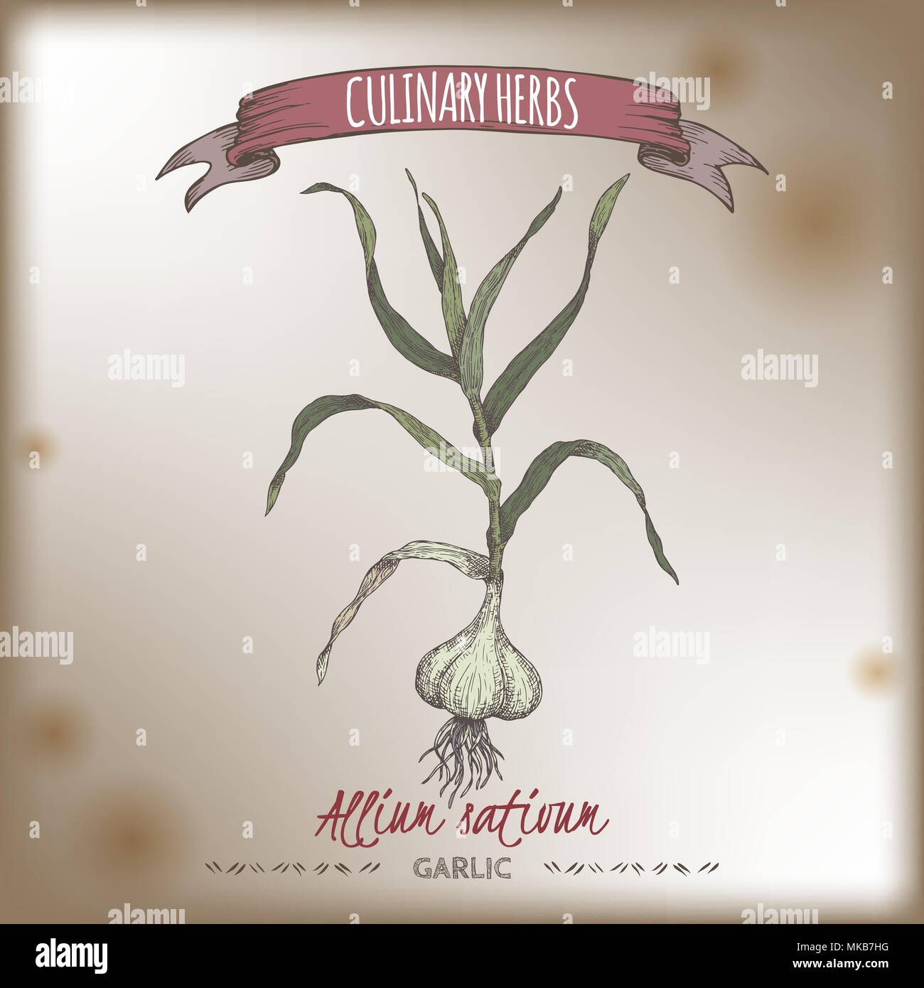 Garlic aka Allium sativum hand drawn color sketch Stock Vector Image ...