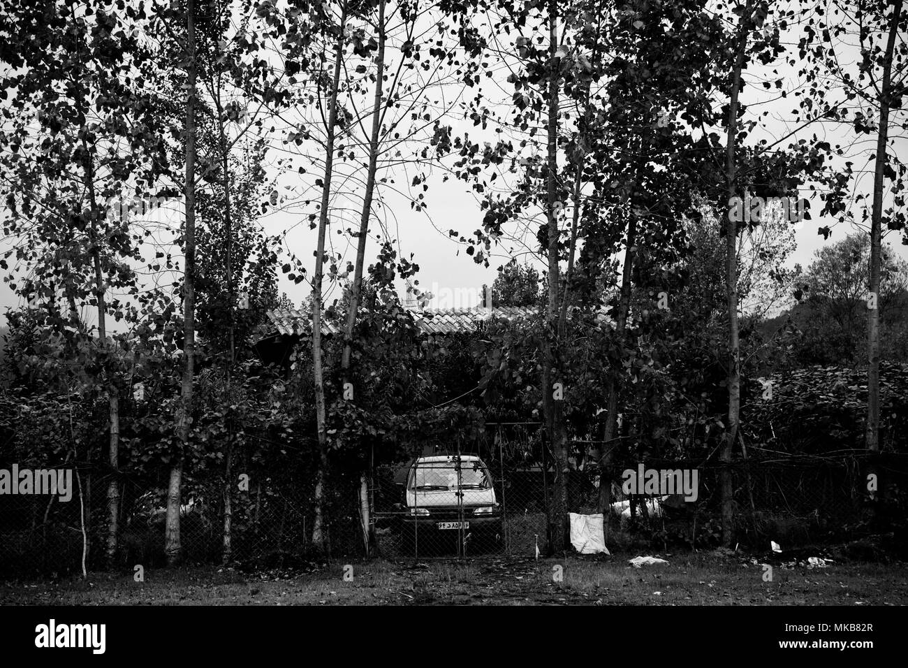 A car is shown behind bushes and trees in black and white Stock Photo ...