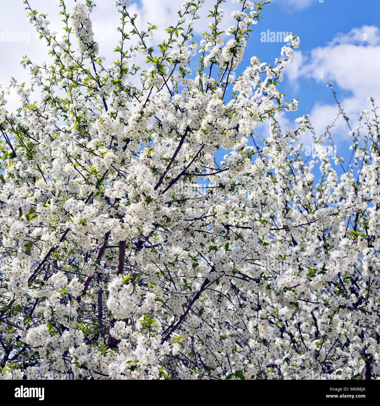 Blossom allergy hi-res stock photography and images - Alamy