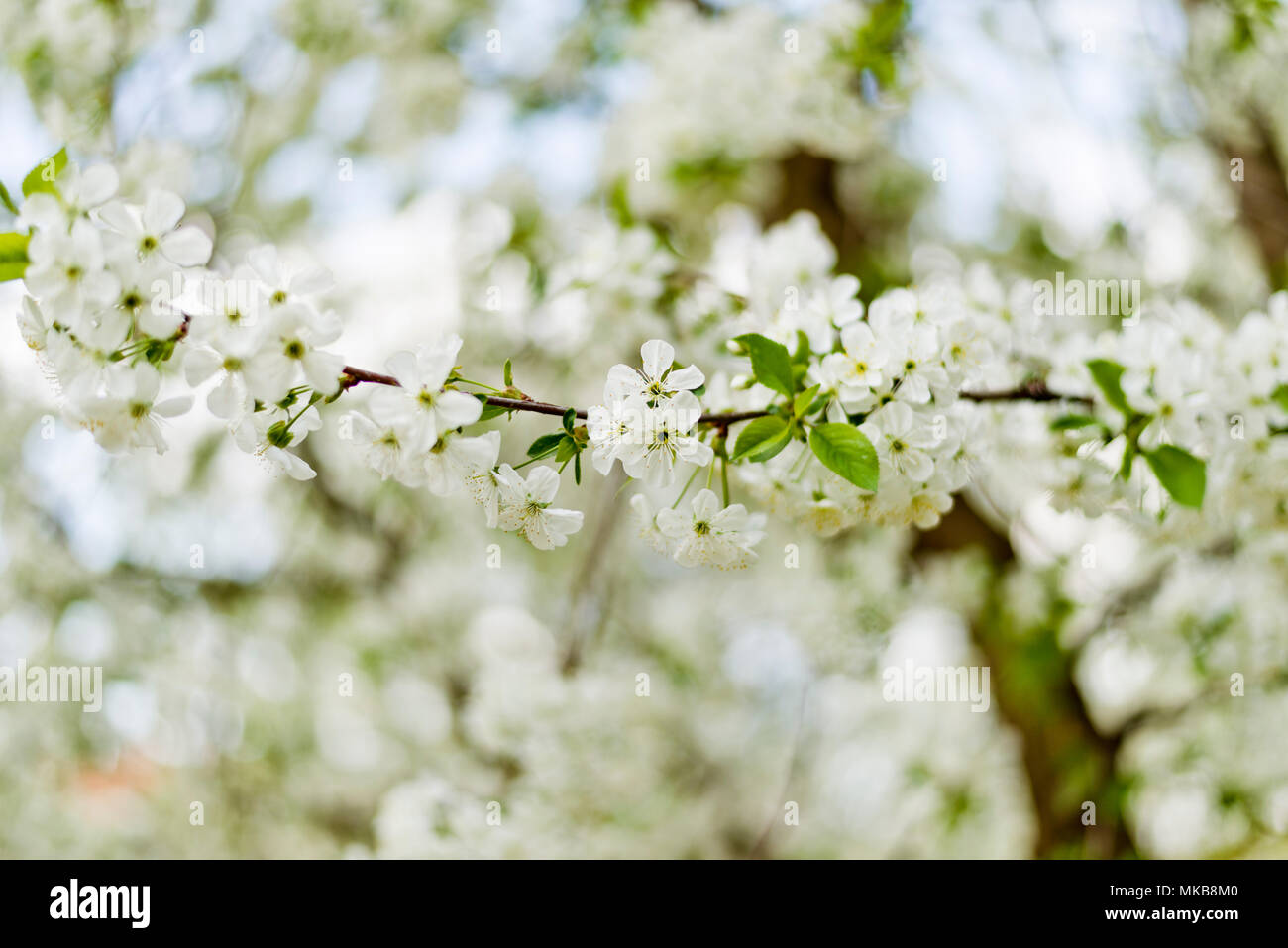 Sour cherry bee hi-res stock photography and images - Alamy