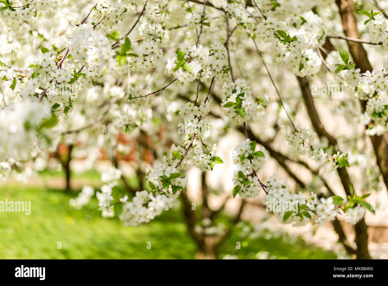 Sour cherry blossom bee hi-res stock photography and images - Alamy