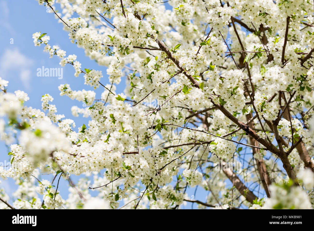 Sour cherry blossom bee hi-res stock photography and images - Alamy