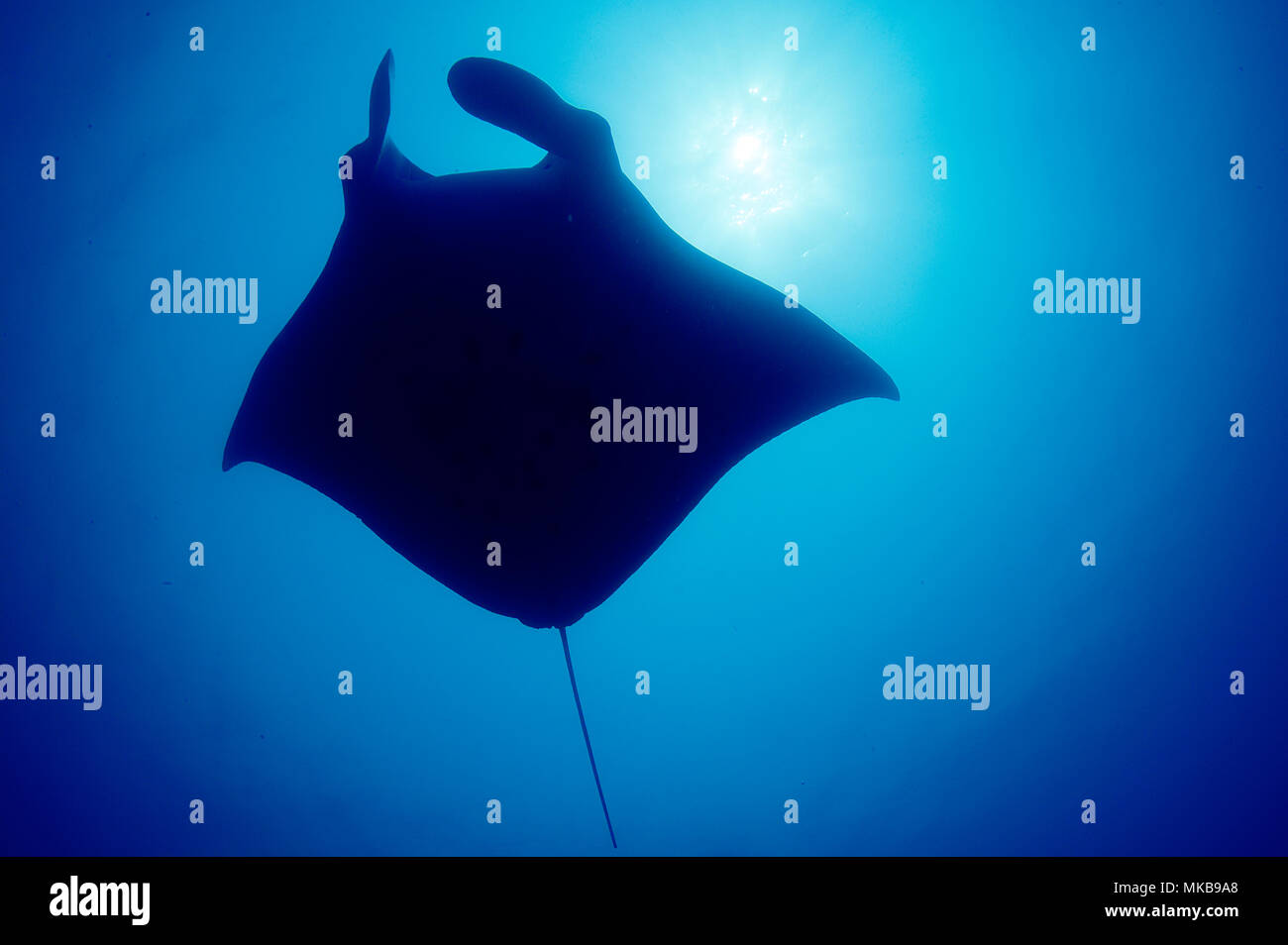 Fisch Malediven High Resolution Stock Photography and Images - Alamy