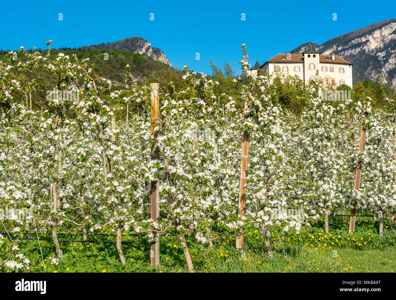 Apple orchards hi-res stock photography and images - Alamy