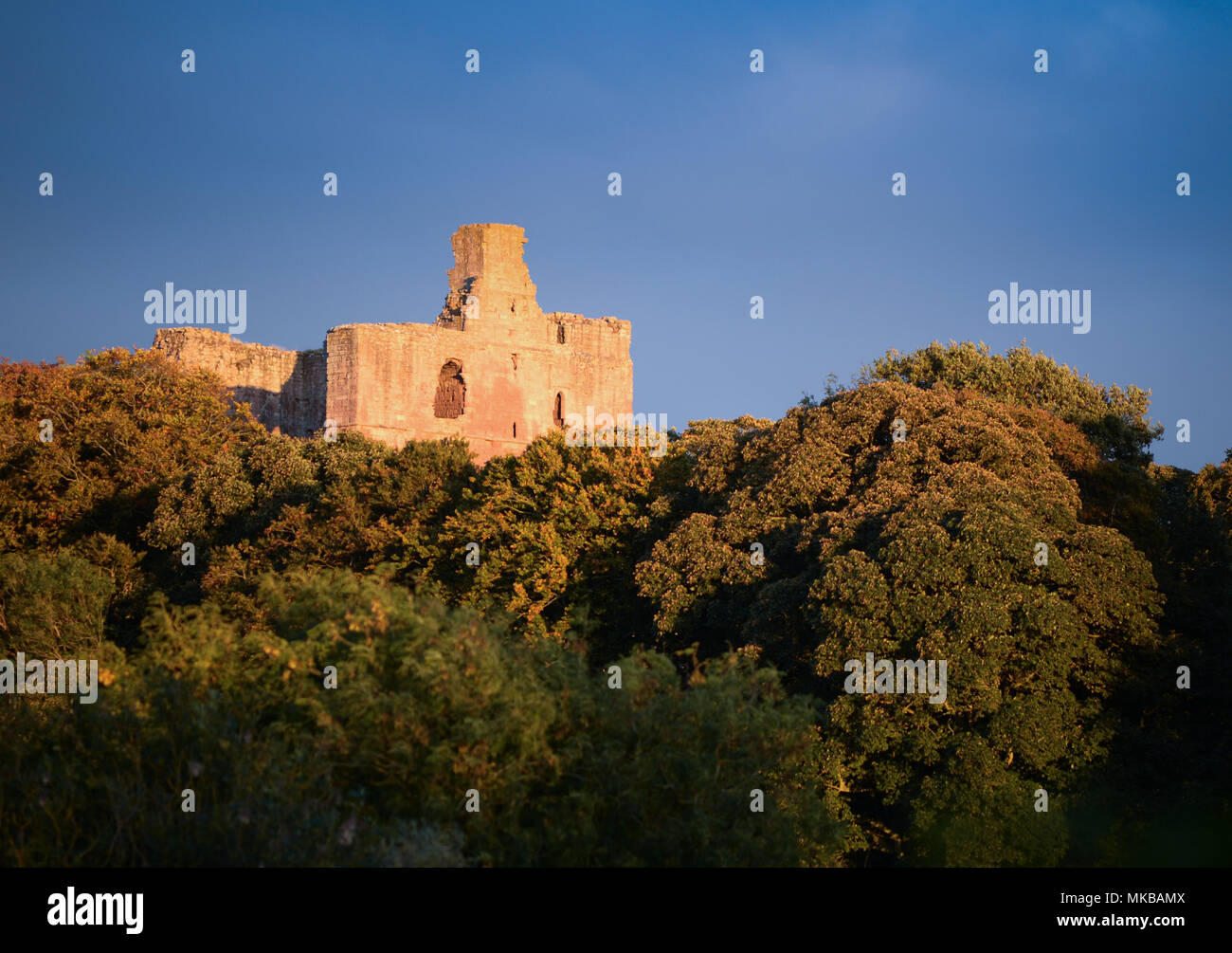 The keep of Norham Castle standing above the trees which surround the ...