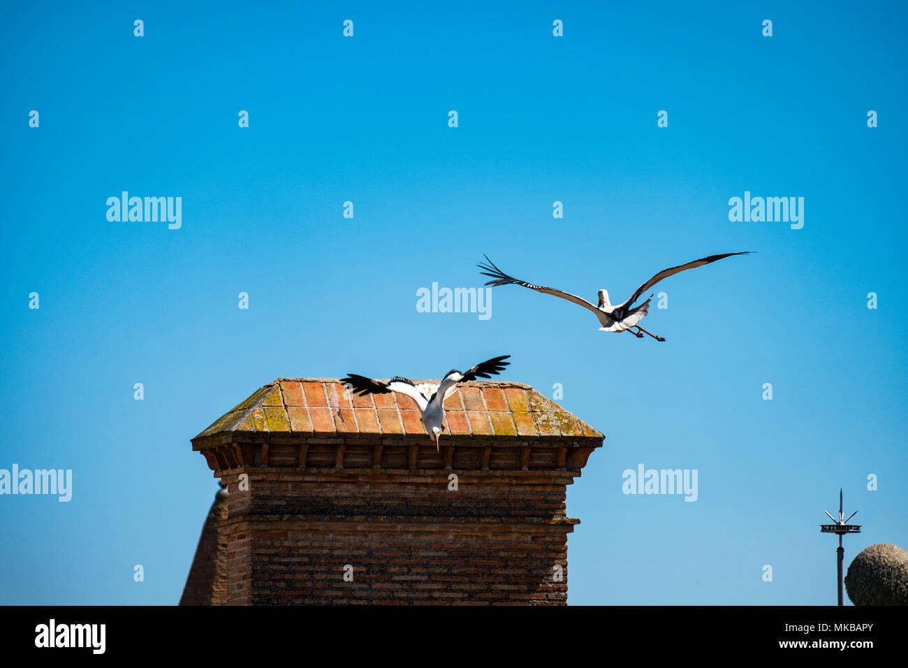 Storks in a medieval tower in the city center of Caceres in Extremadura ...