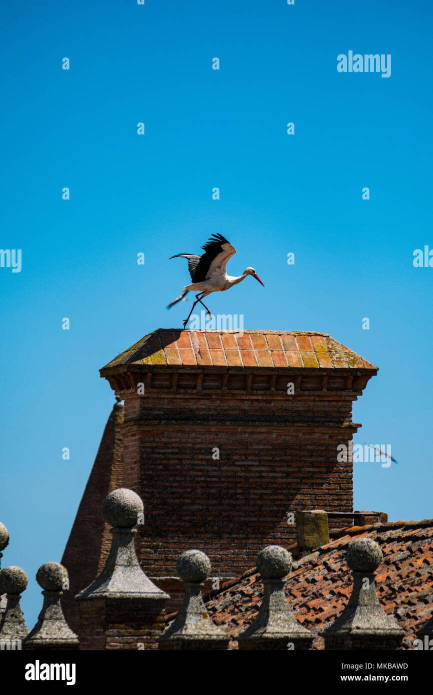 Storks in a medieval tower in the city center of Caceres in Extremadura ...