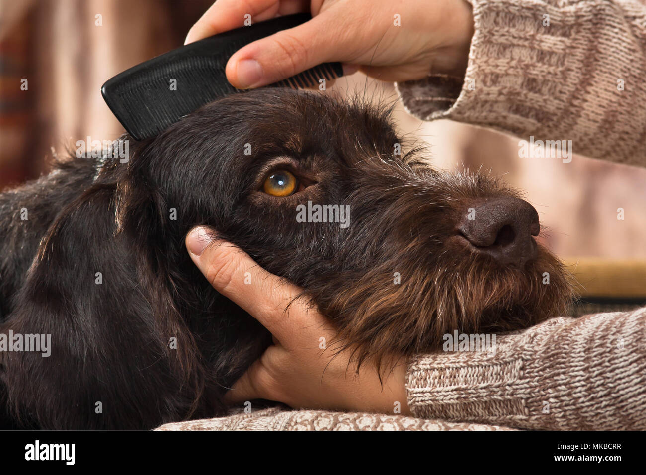 hands of owner combing hair of dog Stock Photo - Alamy