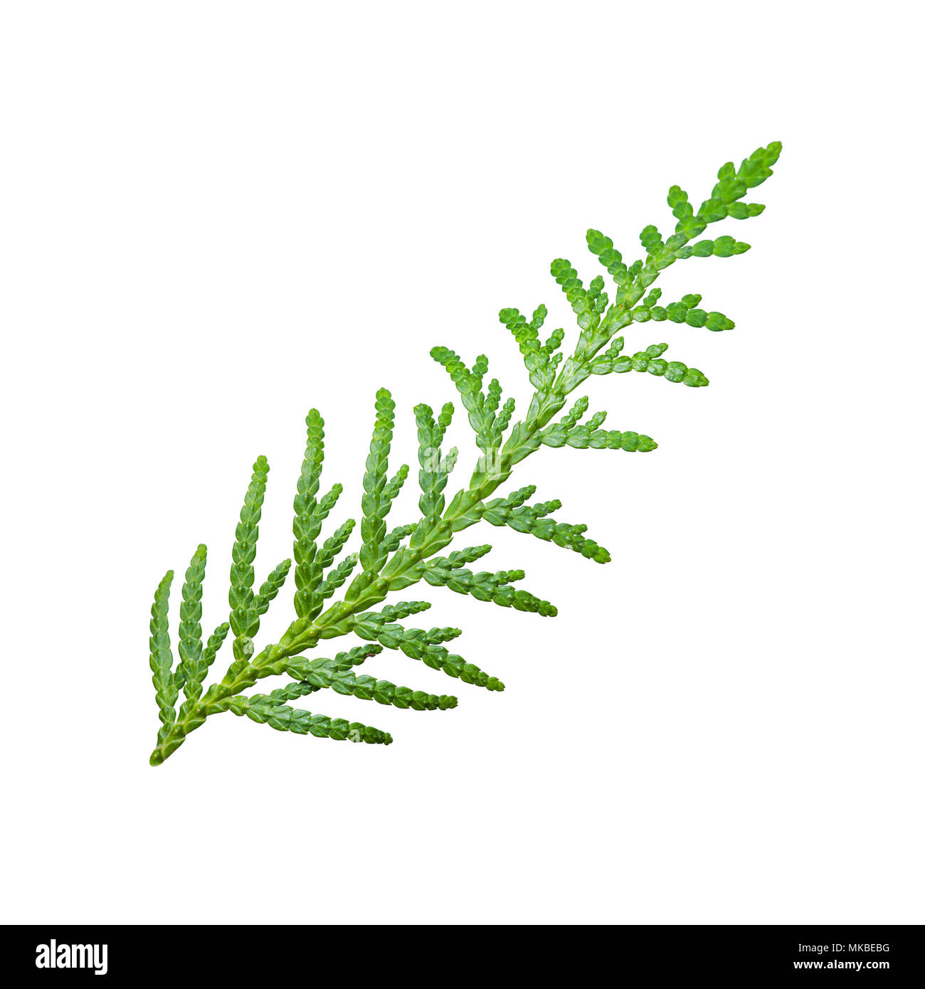 Cade background hi-res stock photography and images - Alamy