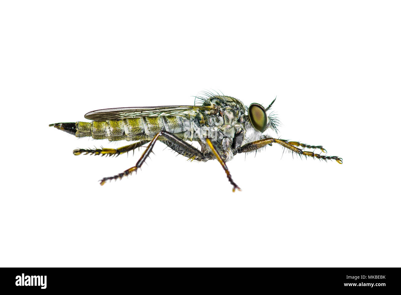 Robber Fly Diptera Predator Insect Isolated on White Stock Photo - Alamy