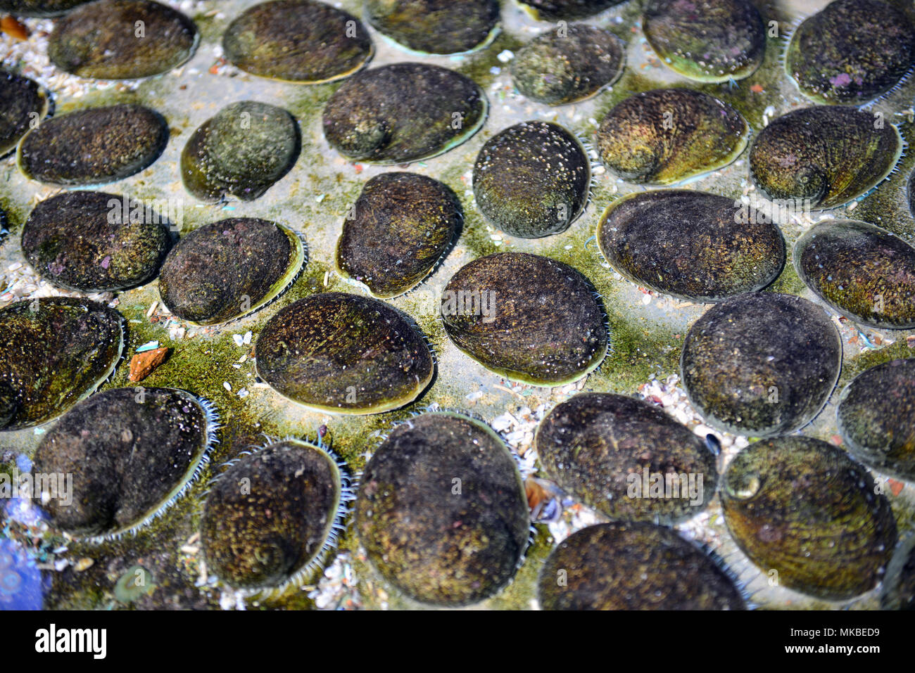 The Abalone Farm Stock Photo - Alamy