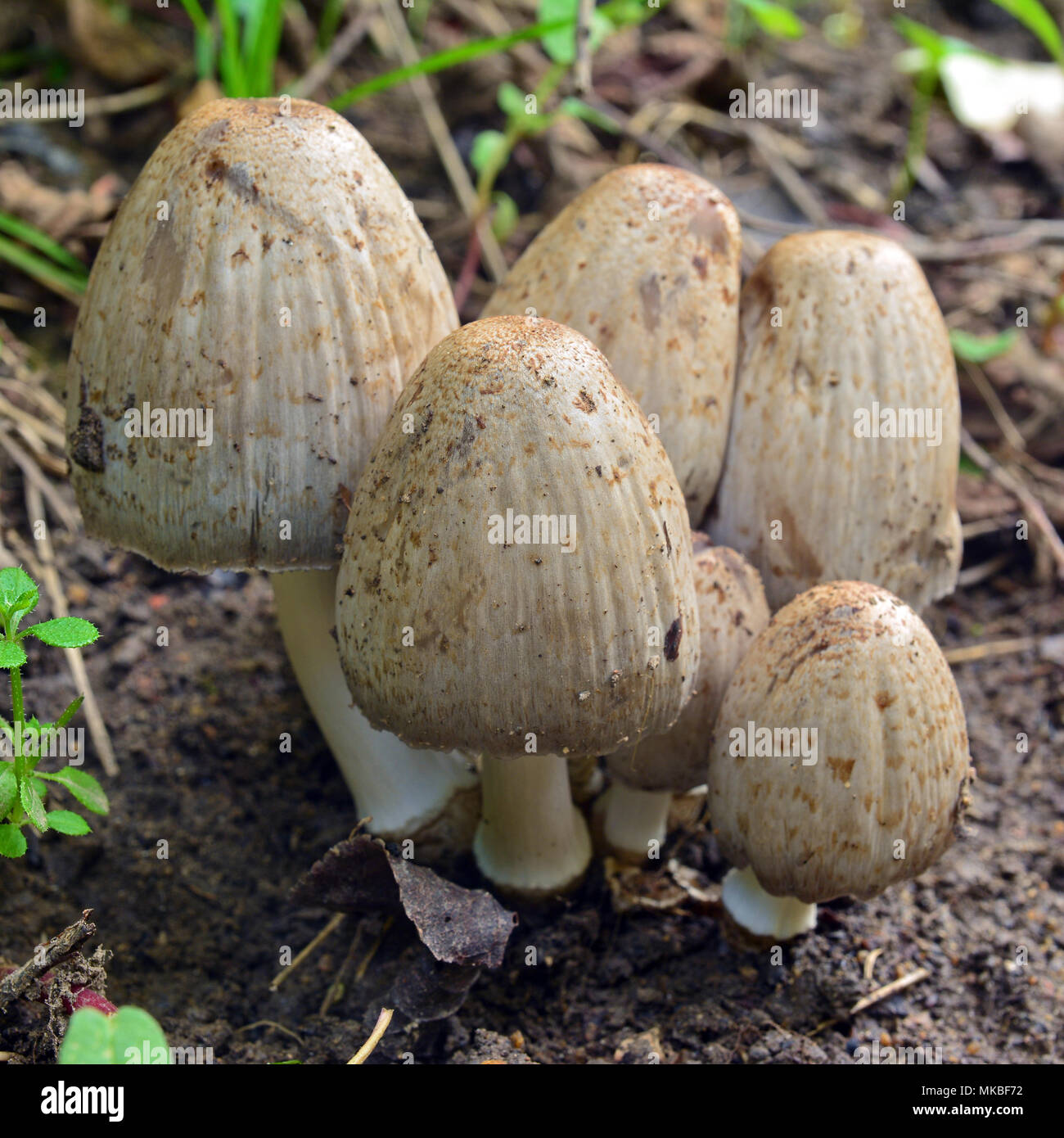 coprinopsis atramentaria mushroom cluster on the ground Stock Photo - Alamy