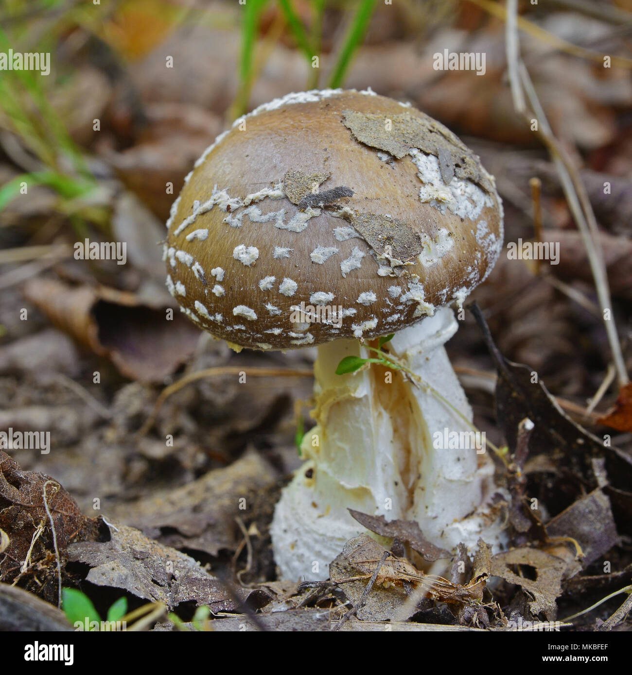 amanita pantherina mushroom, also known as the false blusher Stock ...