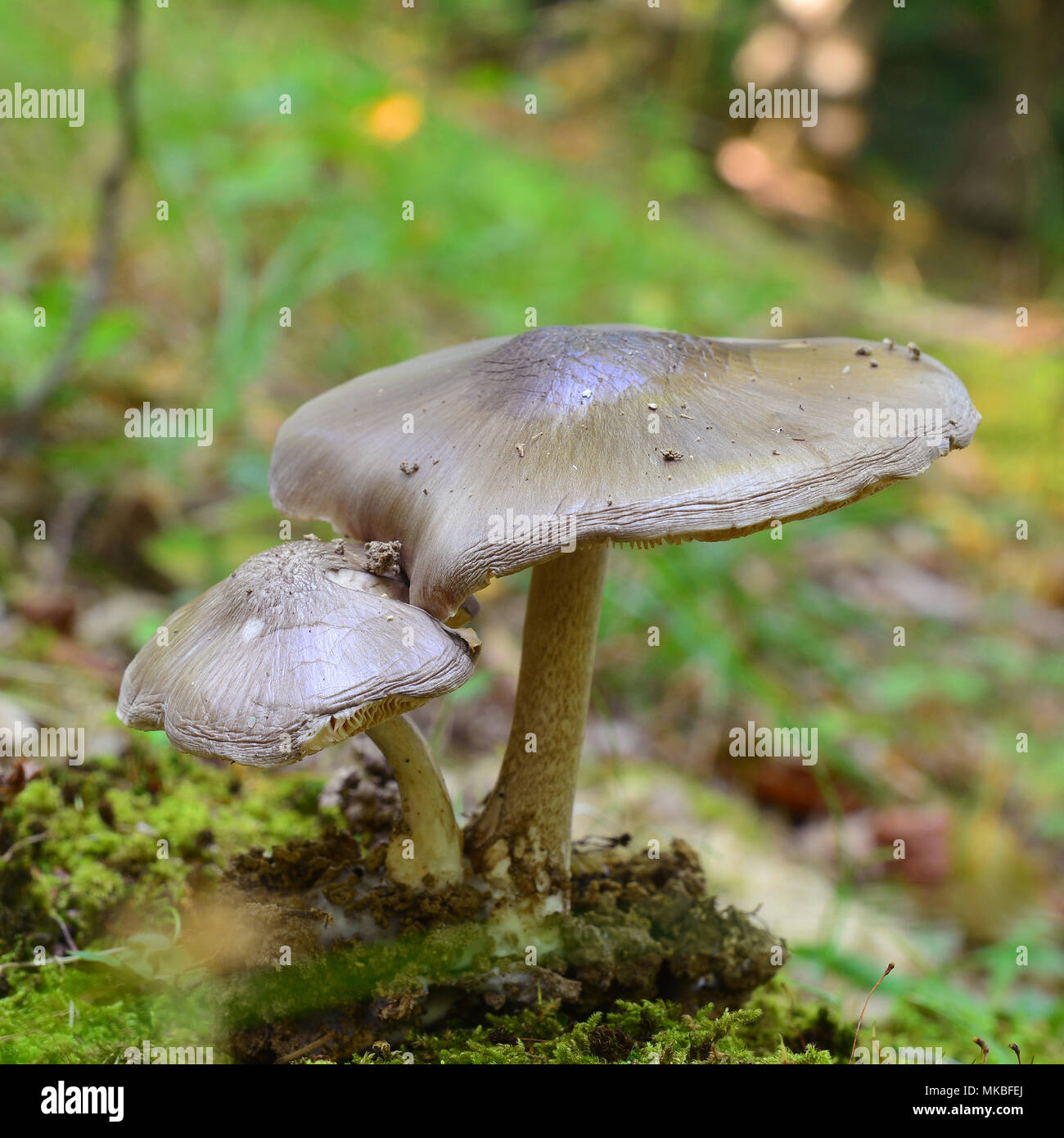 Pluteus Cervinus High Resolution Stock Photography and Images - Alamy