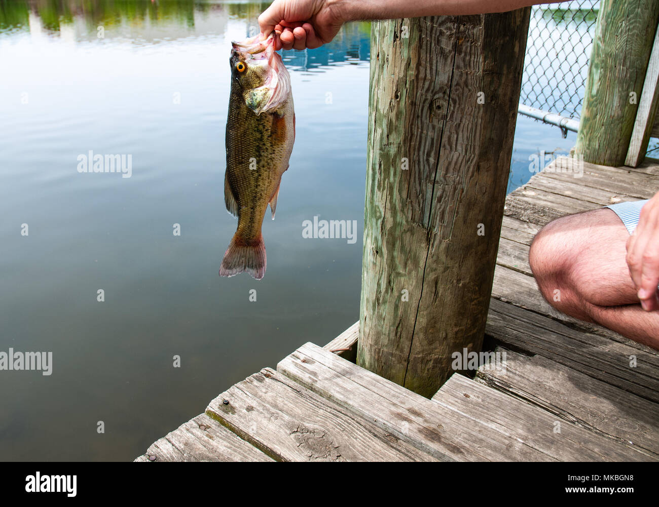 Man is holding fish bass in hand. Fish caught in summer lake Stock ...