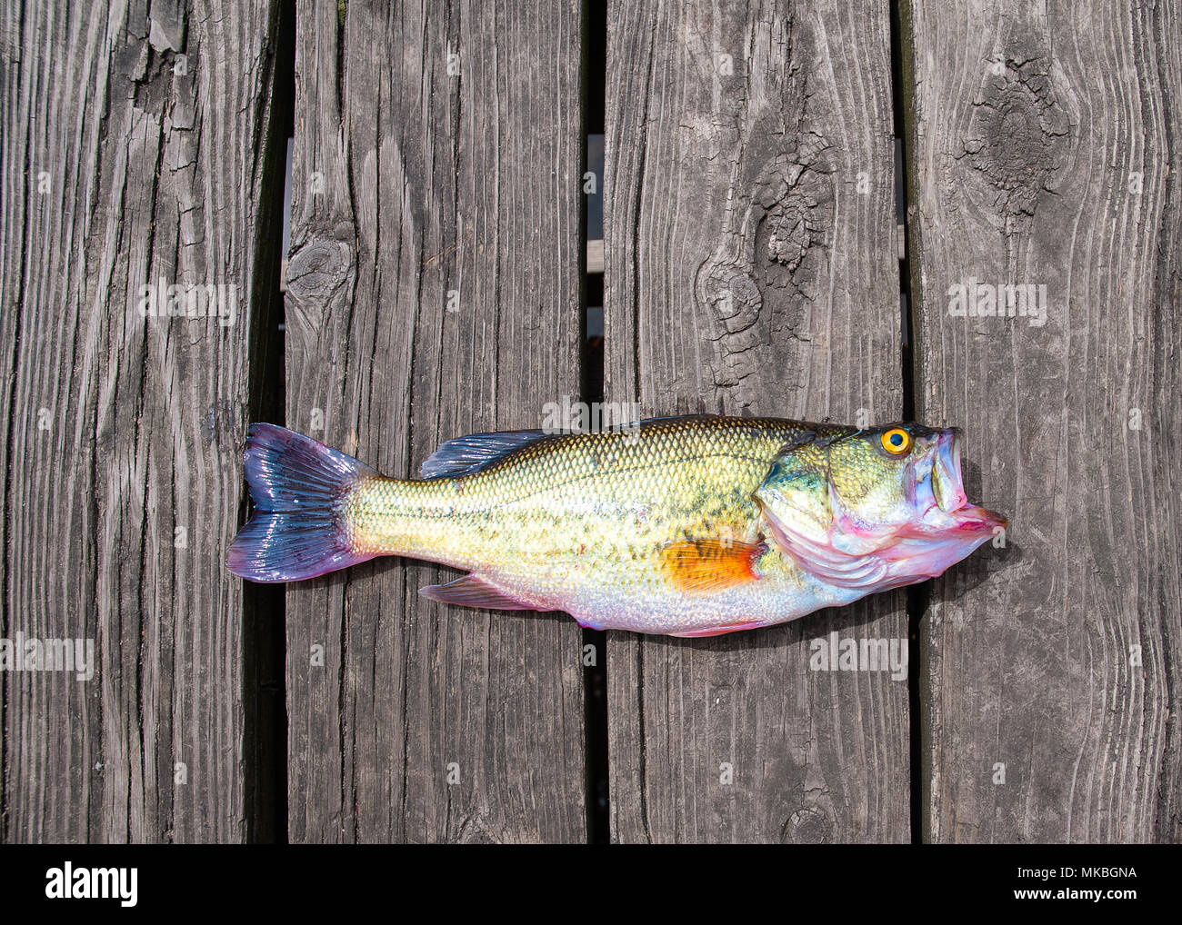 Hooked bass hi-res stock photography and images - Alamy