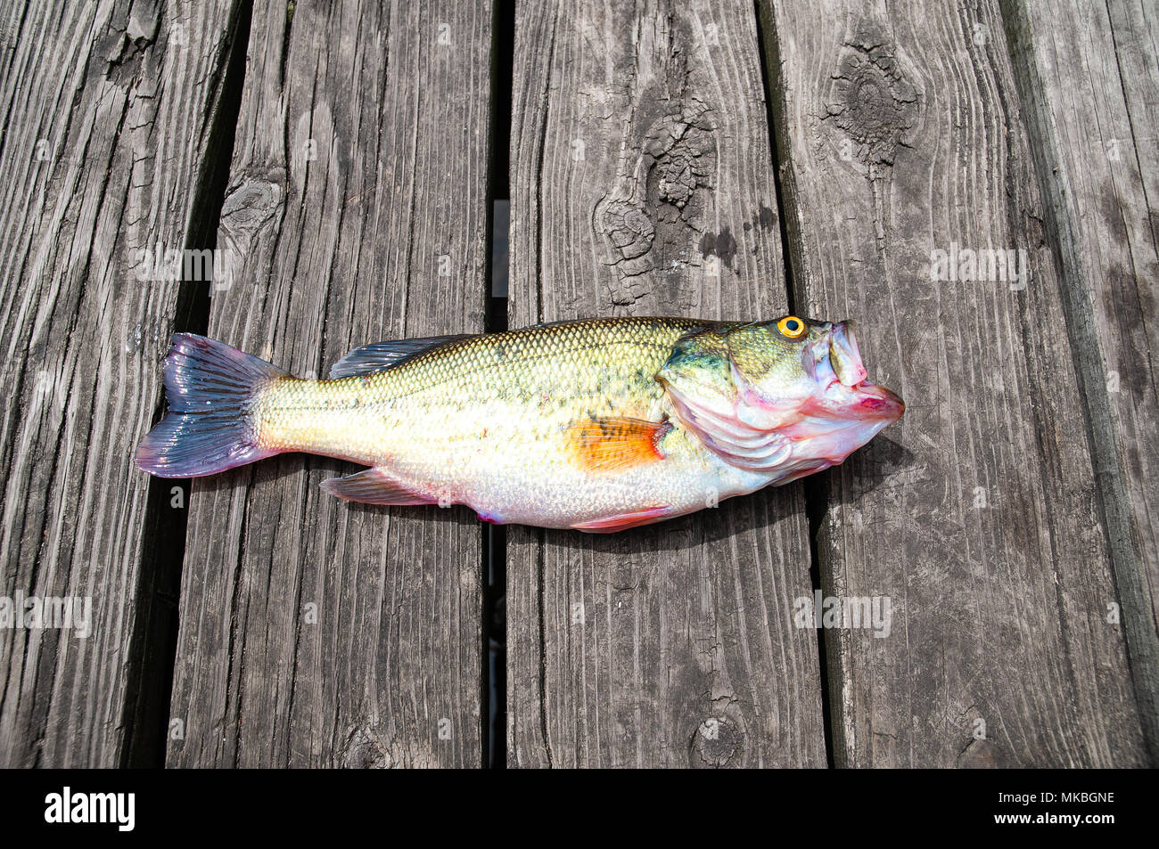 Fish bass caught on wooden background Stock Photo - Alamy