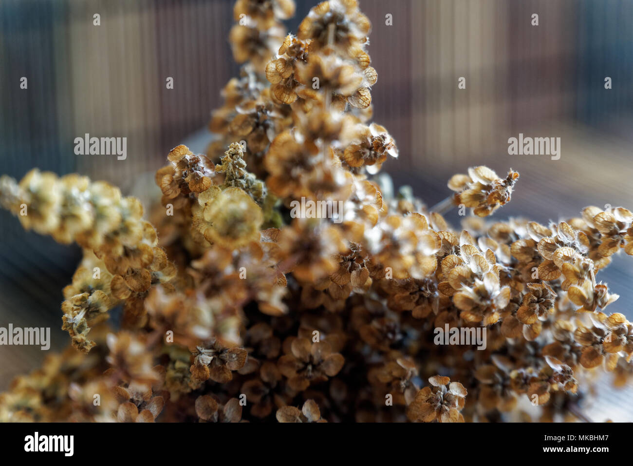 Dry basil steam abstract flower dried up background Stock Photo - Alamy
