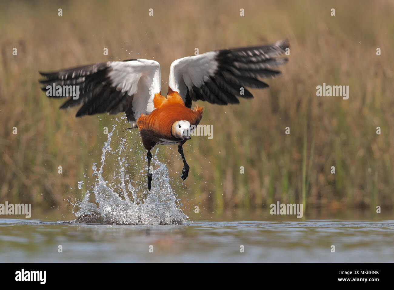 Shelduck migration hi-res stock photography and images - Alamy