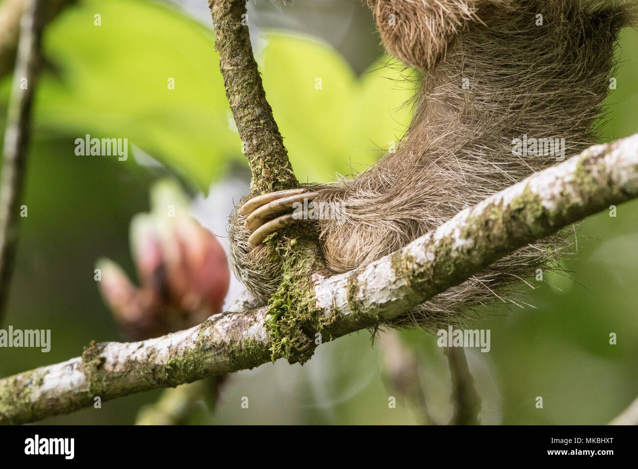 Hairy toes hi-res stock photography and images - Alamy