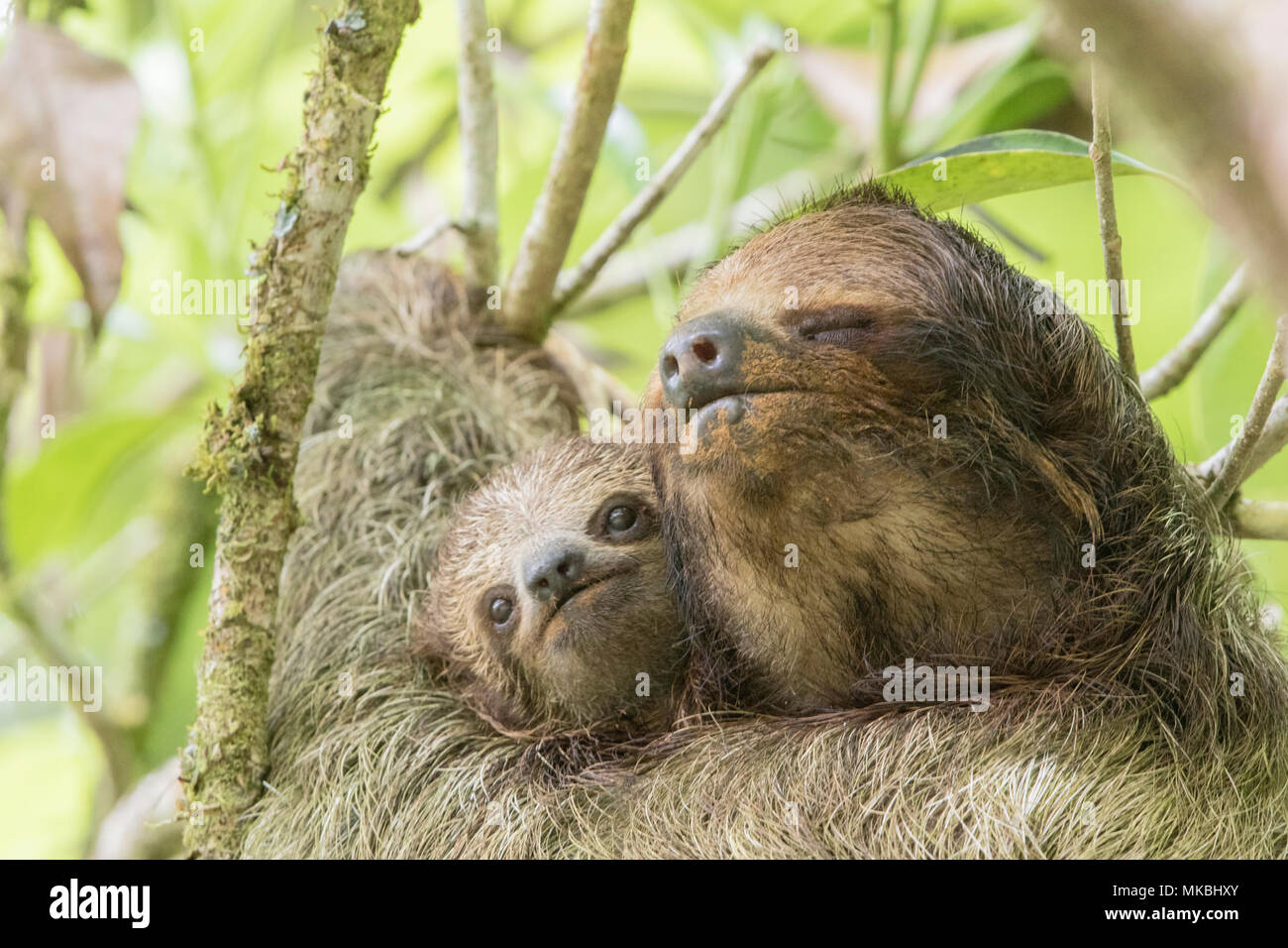 Sloths sleeping in tree hi-res stock photography and images - Alamy