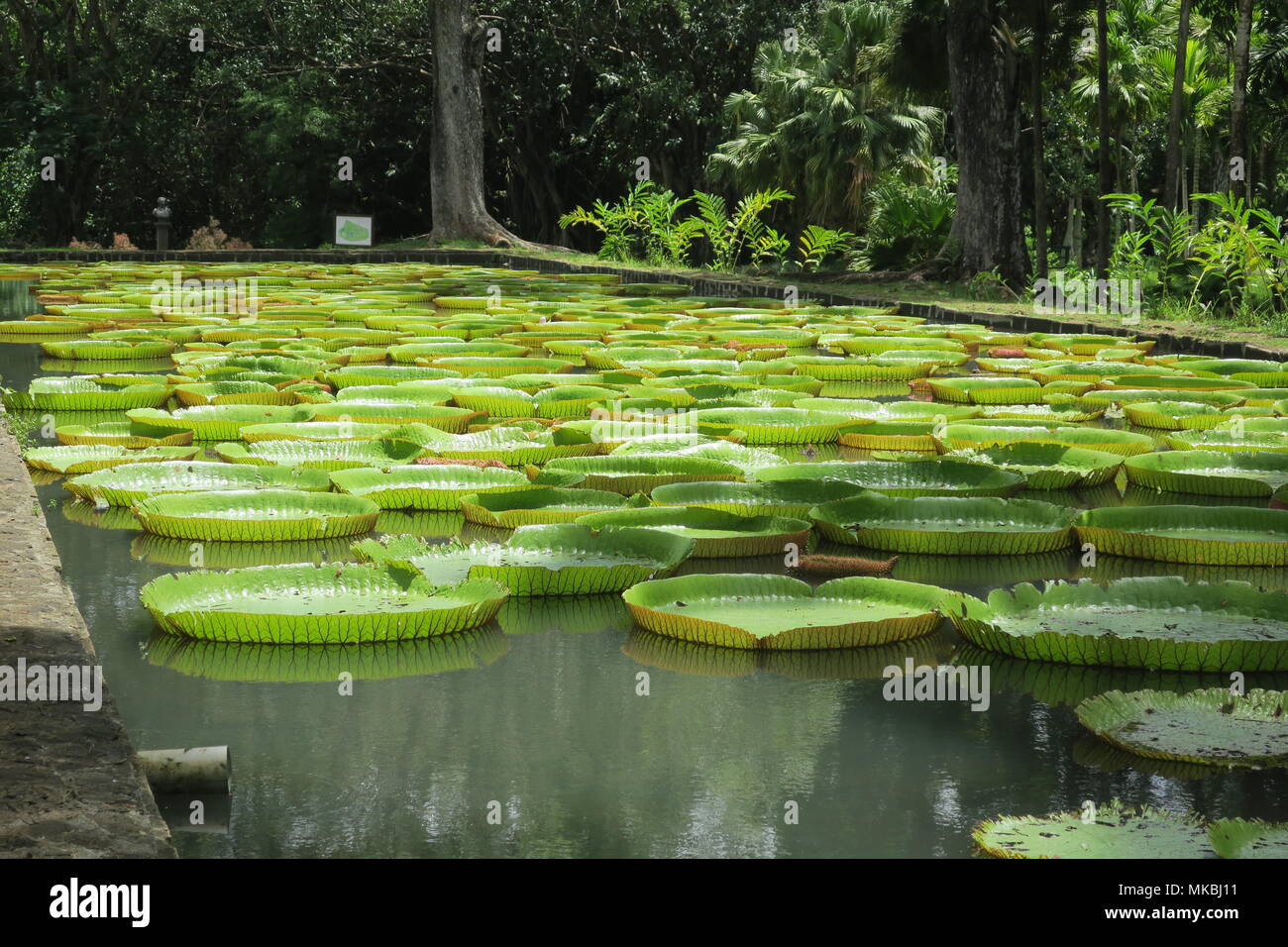 Giant water lilies in mauritius island hi-res stock photography and ...