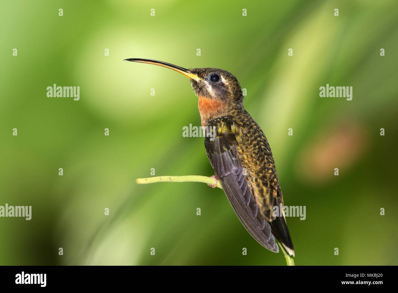 The hummingbirds band hi-res stock photography and images - Alamy
