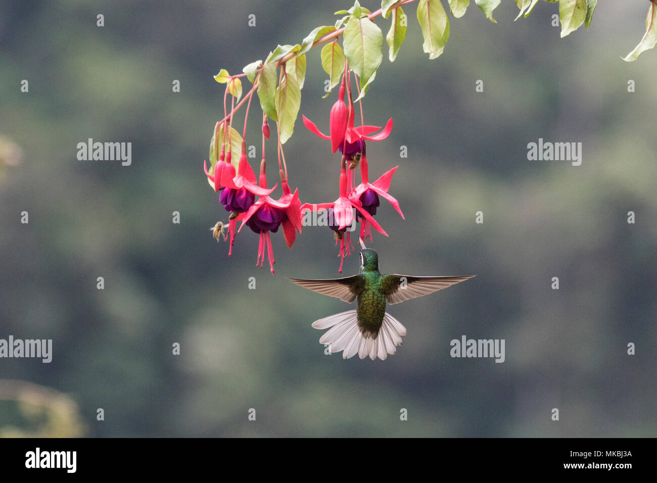 male grey-tailed mountain-gem hummingbird hovering at fuschia flower ...