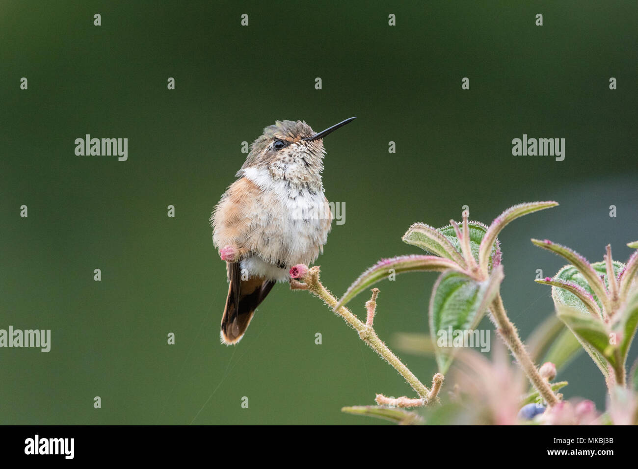 Scintilla hi-res stock photography and images - Alamy