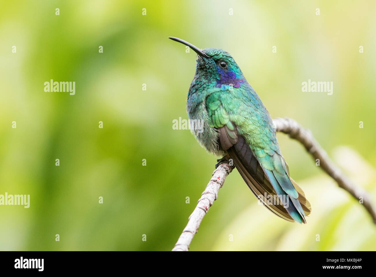lesser violetear hummingbird Colibri cyanotus adult male perched on ...