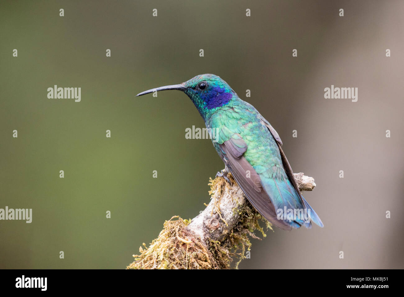 lesser violetear hummingbird Colibri cyanotus adult male perched on ...