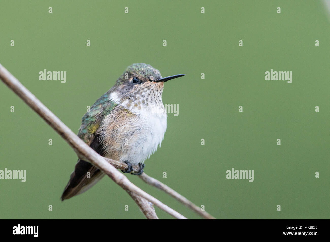 Volcano hummingbirds hi-res stock photography and images - Alamy