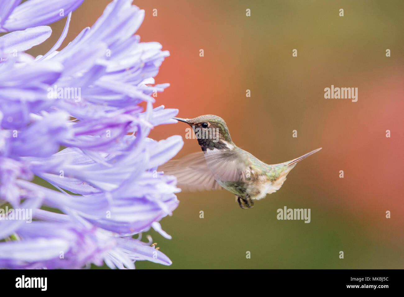 Male volcano hummingbird hi-res stock photography and images - Alamy