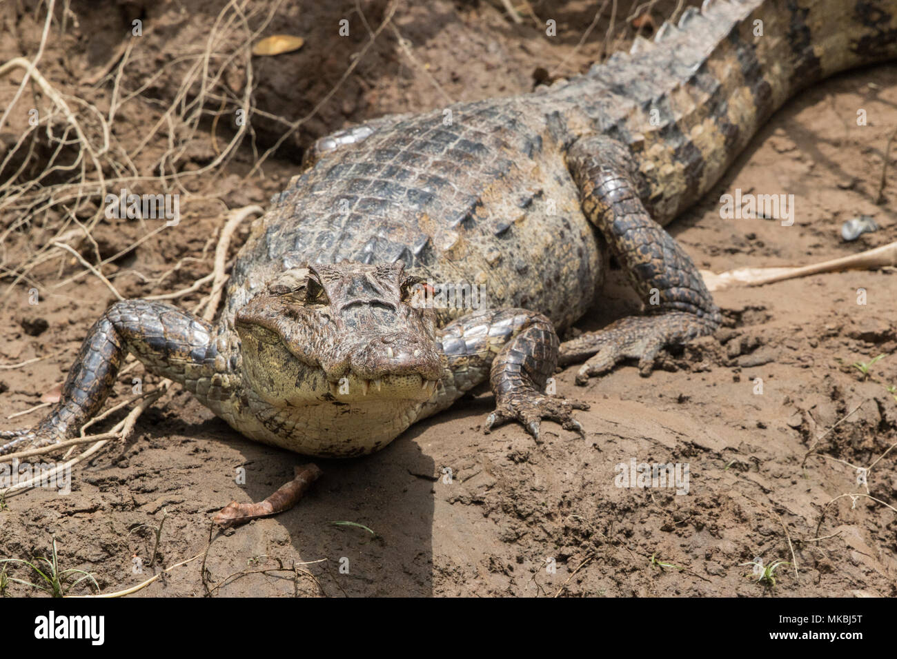 Spectacled caiman claw hi-res stock photography and images - Alamy