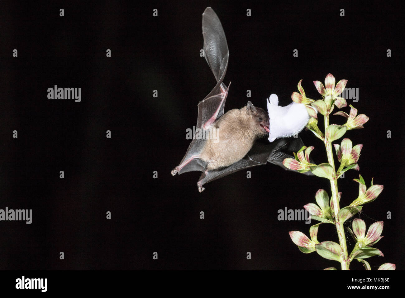 bat feeding on nectar of flower in tropical rainforest at night Stock ...